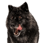 Experience The Unforgettable | Sleeping With The Wolves