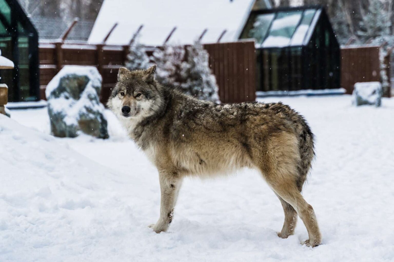 Experience The Unforgettable | Sleeping With The Wolves