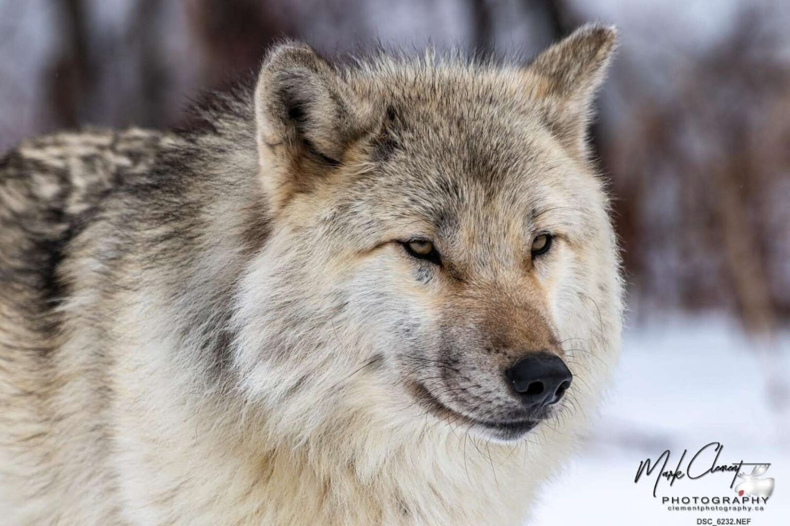 Experience The Unforgettable | Sleeping With The Wolves