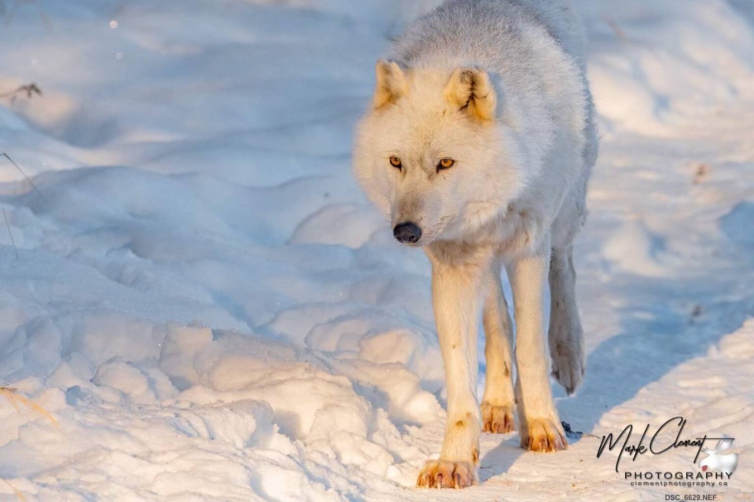 Experience The Unforgettable | Sleeping With The Wolves