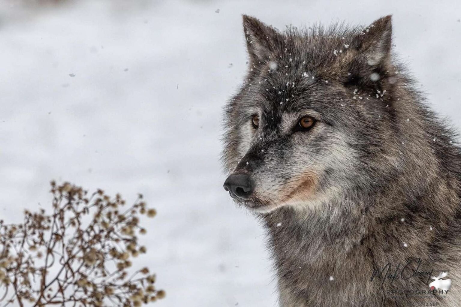 Experience The Unforgettable | Sleeping With The Wolves